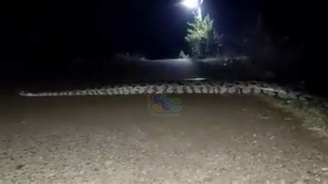 Viral Video Penampakan Ular Piton Raksasa Di Bojonegoro