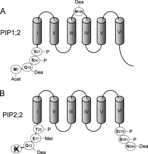 Schematic Representation Of Post Translational Modifications Identified