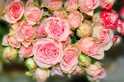 Roses Closeup Pink Color Flower Bud Hd Wallpaper Rare Gallery
