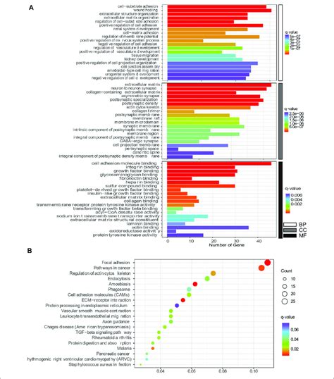 Top 20 Go And Kegg Pathway Enrichment Annotations A Biological