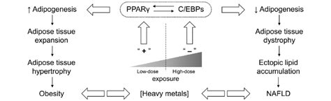 A Schematic Representation Of Biphasic Adipogenic Response To Heavy