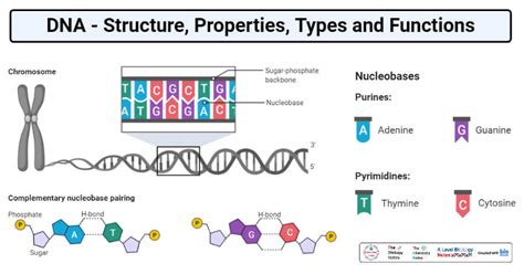 What Is A Dna An Introduction