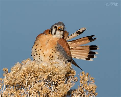 American Kestrel Preening On A Rabbitbrush Perch « Feathered Photography