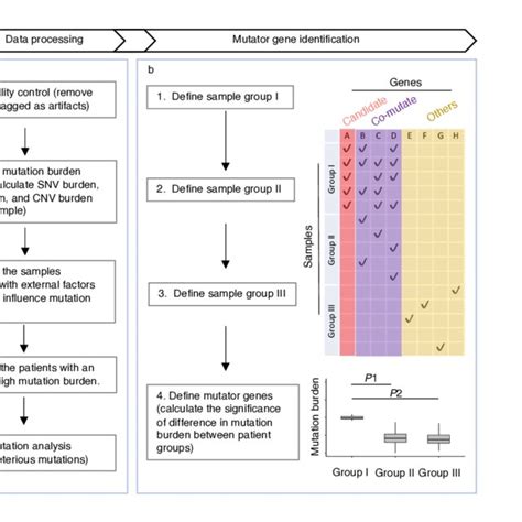 The Mutagene Pipeline To Identify Mutator Genes Download Scientific