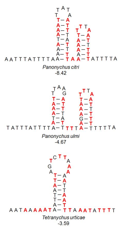 The Putative Stem Loop Secondary Structures Of A T Rich Region In The