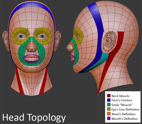Human Head Topology Face Topology Topology Cartoon Head