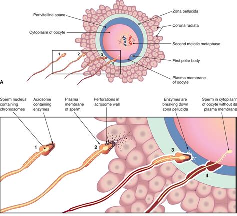 Ide Populer Fertilization Process