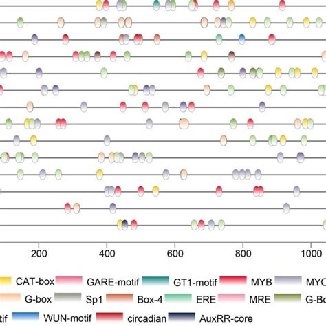 Cis Acting Elements Of Bzr Gene Promoters In Wheat And Rice Promoter
