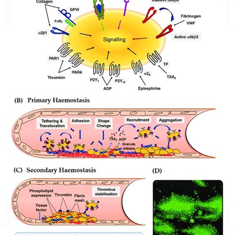 Pdf Platelets From Formation To Function