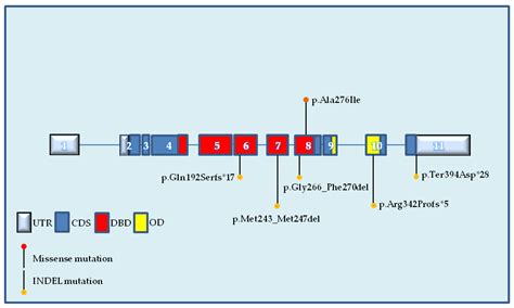 Ijms Free Full Text Identification Of Novel Somatic Tp53 Mutations