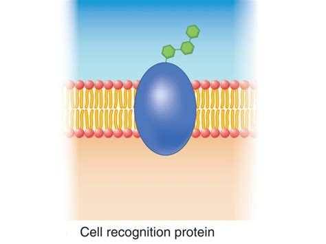 Recognition Protein Cheryl Peng Science Biology Showme