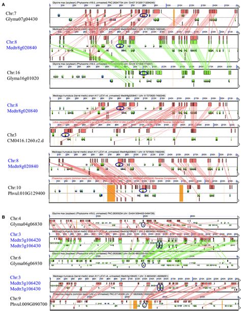 Frontiers Comprehensive Comparative Genomic And Transcriptomic