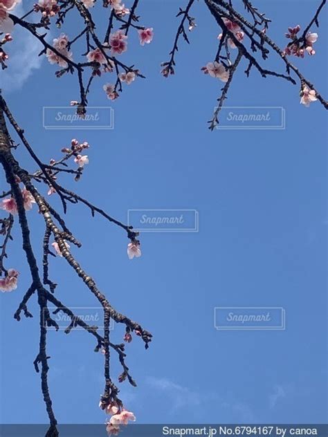 桜の写真・画像素材[6794167] Snapmart（スナップマート）