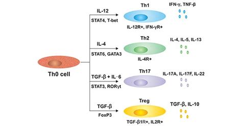 Get An Overview Of Th17 Cytokines Cusabio