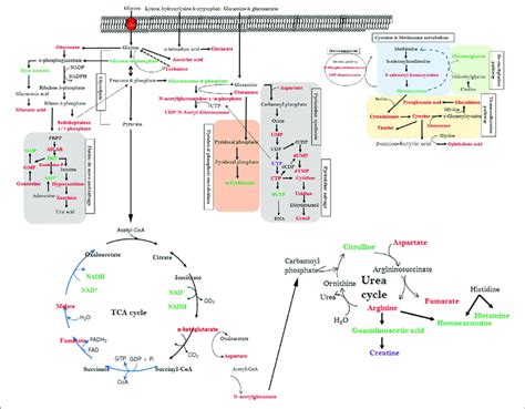 Interconnected Altered Metabolic Pathways In Wb Affected Muscles
