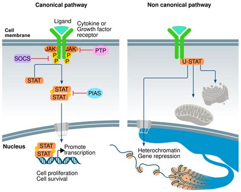 Genes Free Full Text Jak Stat Signaling And Cervical Cancer From
