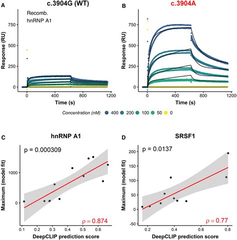 deepclip predictions correlate with binding affinity