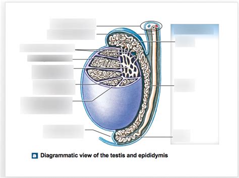 Testis And Epididymis Diagram Quizlet
