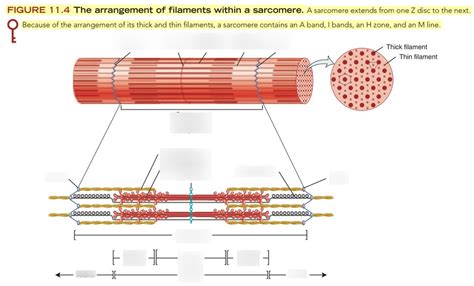 40 Diagram Of A Sarcomere
