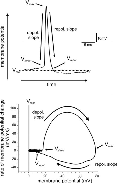 Phase Plot Analysis Of Action Potentials Aps Top An Ap Is