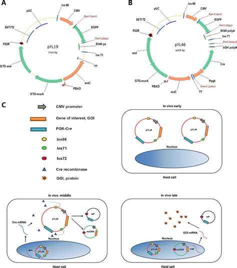 Principle Of Cre Recombinase Mediated In Vivo Minicircle Dna Crim