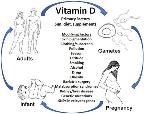 Modifying Factors That Can Affect Vitamin D Status Throughout The Life