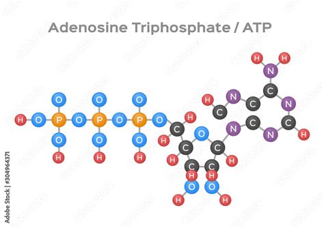 Adenosine Triphosphate Atp Molecule Vector Stock Vector Adobe Stock