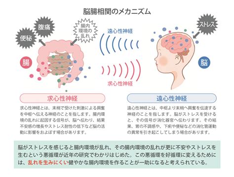 腸のおもしろ話 第6回 メンタルヘルスにも関係？腸内環境と心身の密接な関係 腸内環境改善 健康道場 Sunstar