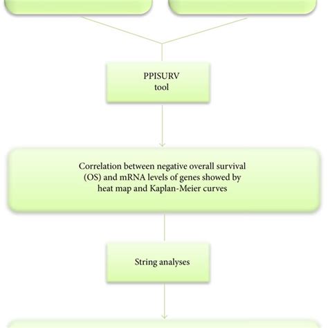 Bioinformatics Analyses Flow Chart Reporting Step By Step