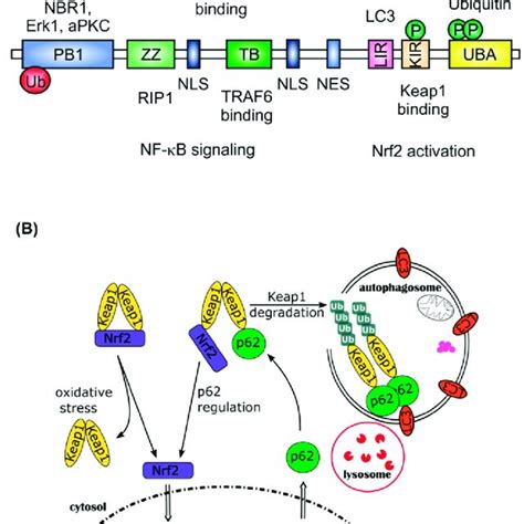 Regulation Of Nrf2 Expression A Domain Structure Of Nrf2 B