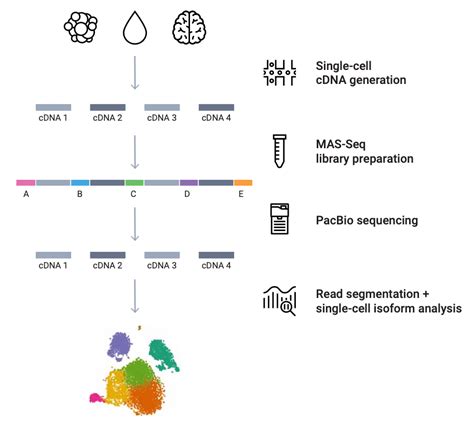 Rna Sequencing