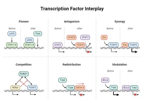 Transcription Factor Interplay Biorender Science Templates