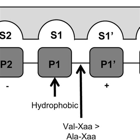 Diagrammatically Demonstrates The Substrate Binding Pockets S4 S3 Of