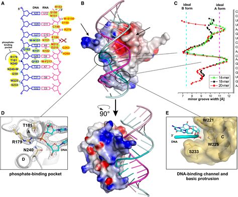 Structure Of Human Rnase H1 Complexed With An Rna Dna Hybrid Insight