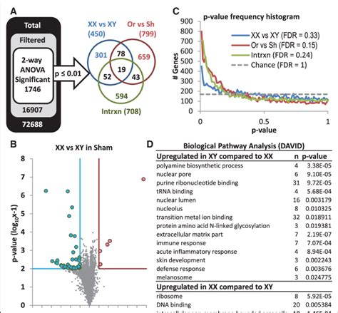 sex chromosome complement sex hormones and an interaction between
