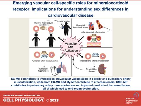 Emerging Vascular Cell Specific Roles For Mineralocorticoid Receptor