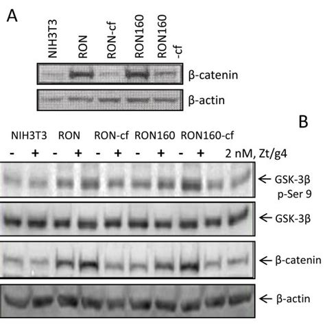 Effect Of The C Terminal Truncation On Ron Or Ron160 Mediated