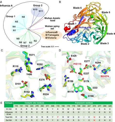 Phylogenetic Analyses Of Tna Ena And Representative Iav And Ibv Nas
