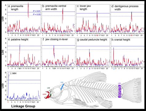 Significant Quantitative Trait Loci Detected For A H Eight Skeletal