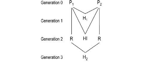 Simplified Scheme Of Rrs G Ih Reciprocal Recurrent Selection Rrs