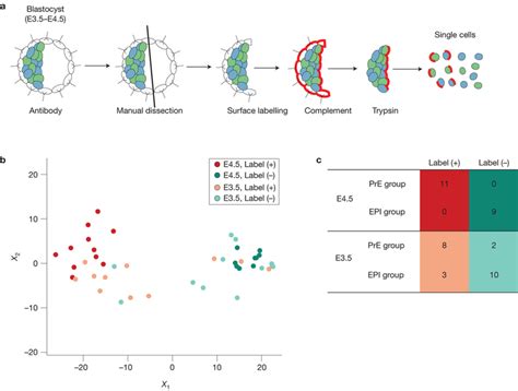 Cell Position Influences Gene Expression A Schematic Of The Method