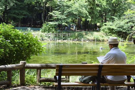 井の頭公園にモネの池が出現！？ 生まれ変わった「井の頭池」がモネの名画っぽい