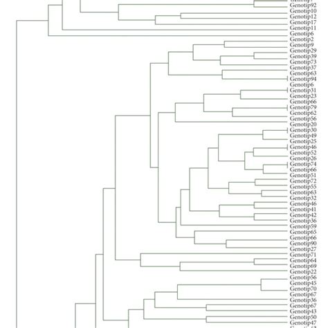 Upgma Dendrogram Of Walnut Genotypes Download Scientific Diagram