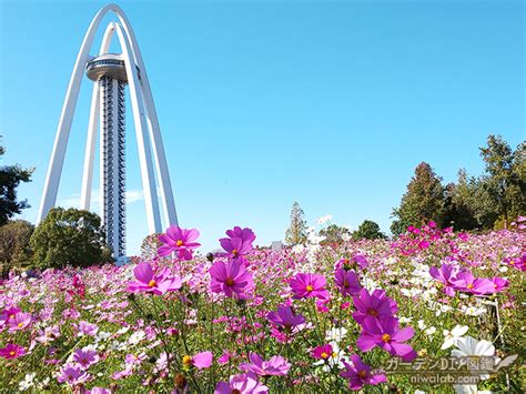 7万本のコスモスと秋の花でのどかな1日を！「138タワーパーク」 ガーデンdiy図鑑