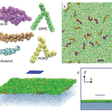 Coarse Grained Molecular Dynamics Simulation Setup A Coarse Grained