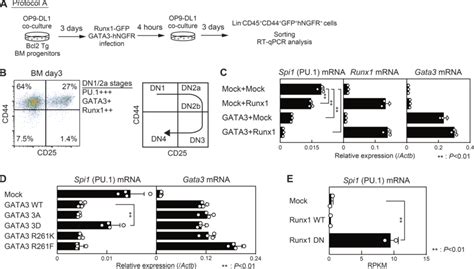 Introduction Of Runx1 And Gata3 Represses Spi1 Expression In