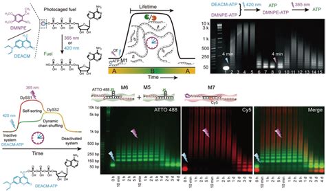 Light‐fueled Dissipative Dna Polymers Top Left Panel Structures Of