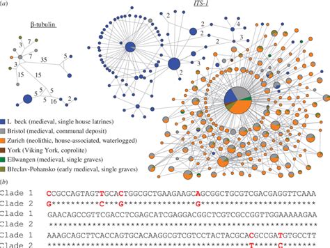 Haplotype Networks Of T Trichiura Its 1 And B Tubulin A The