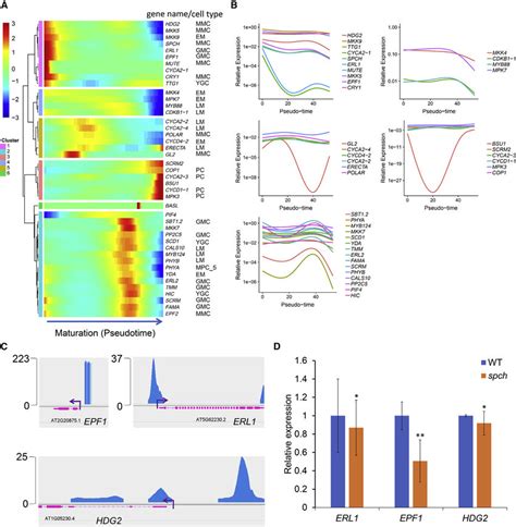 Pseudo Time Analysis Of Known Marker Genes A Clustering Of