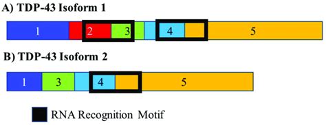 Alternative Splicing Of Tdp 43 The Rna Binding Protein Tdp 43 Is